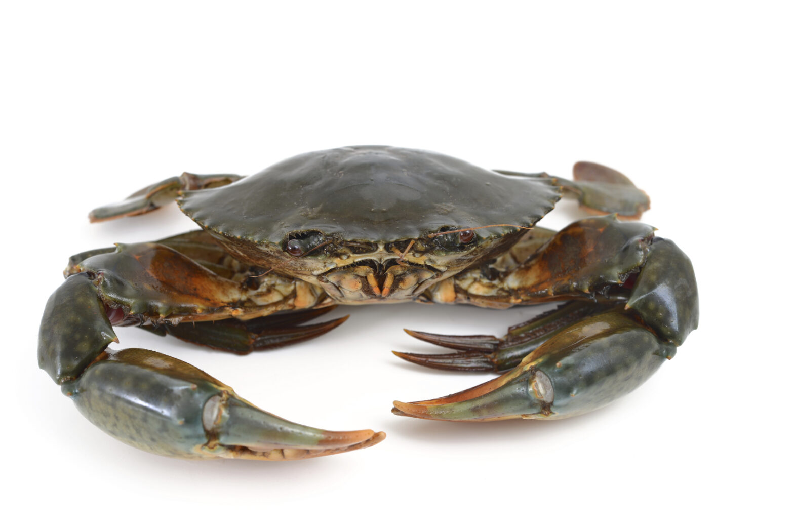Mud Crabs Burswood Seafood