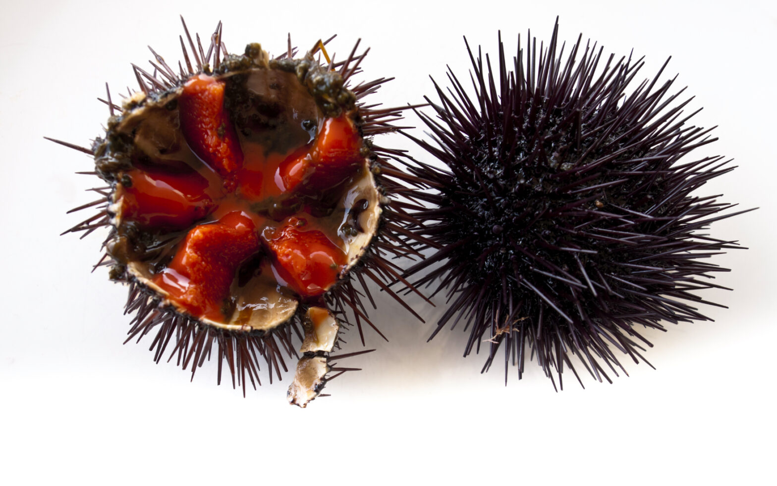 Kina (Sea Urchin) - Burswood Seafood