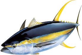 Yellowfin Tuna - Burswood Seafood