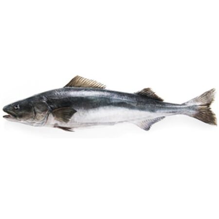 Black Cod - Burswood Seafood