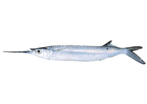 Garfish - Burswood Seafood