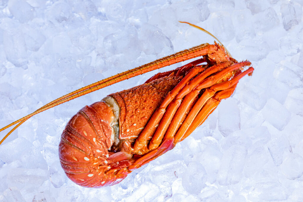 Rock Lobsters - Burswood Seafood