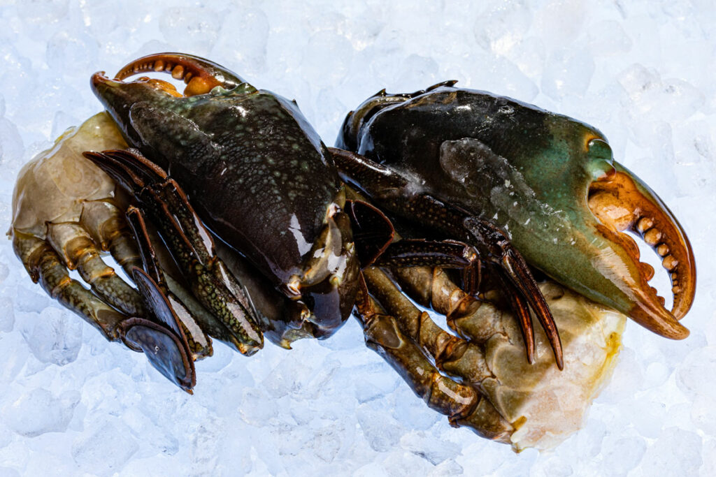 Mud Crabs - Burswood Seafood