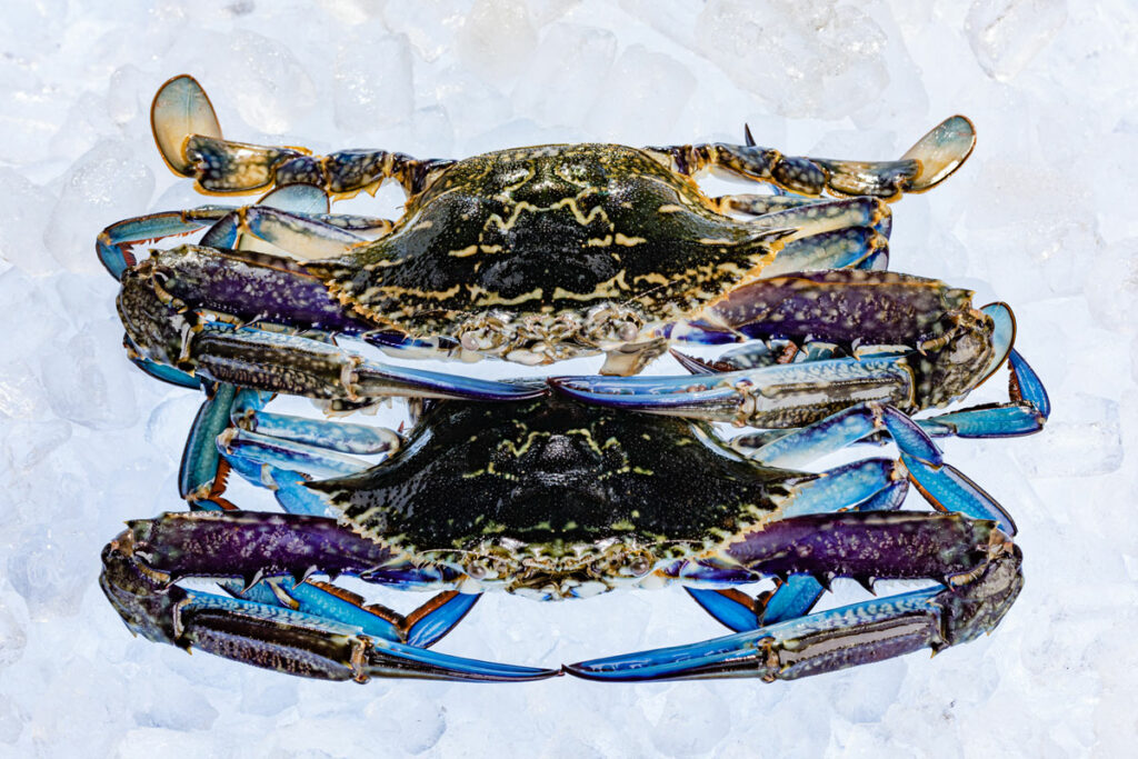 Blue Swimmer Crabs - Burswood Seafood