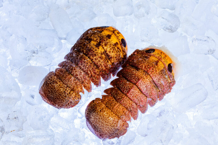 Bugs (Slipper Lobster) - Burswood Seafood