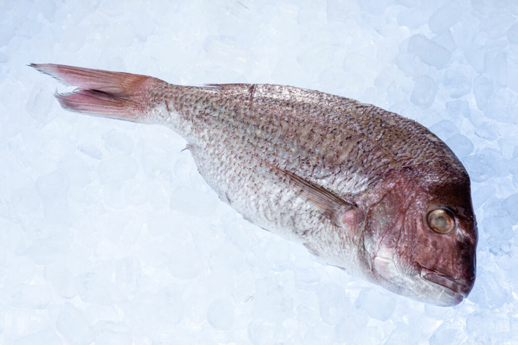 Whole Pink Snapper - Burswood Seafood